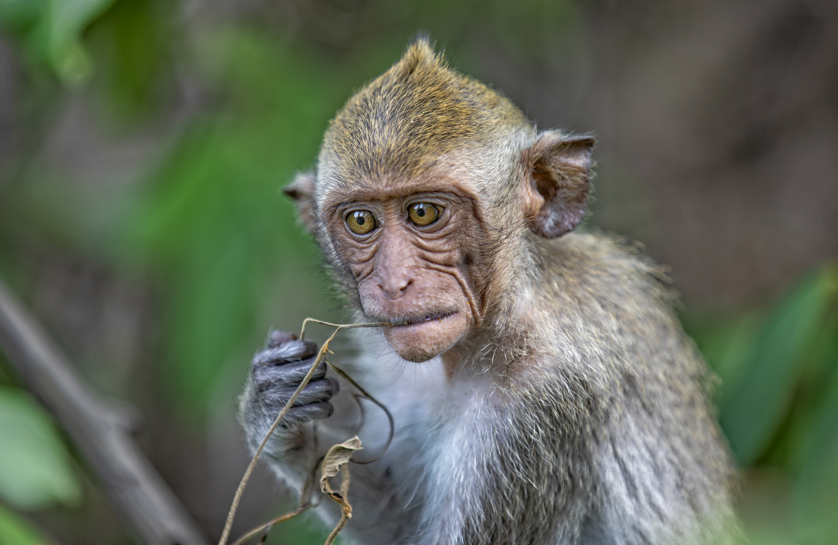 Monkey Foto & Bild | tiere, wildlife, säugetiere Bilder auf fotocommunity