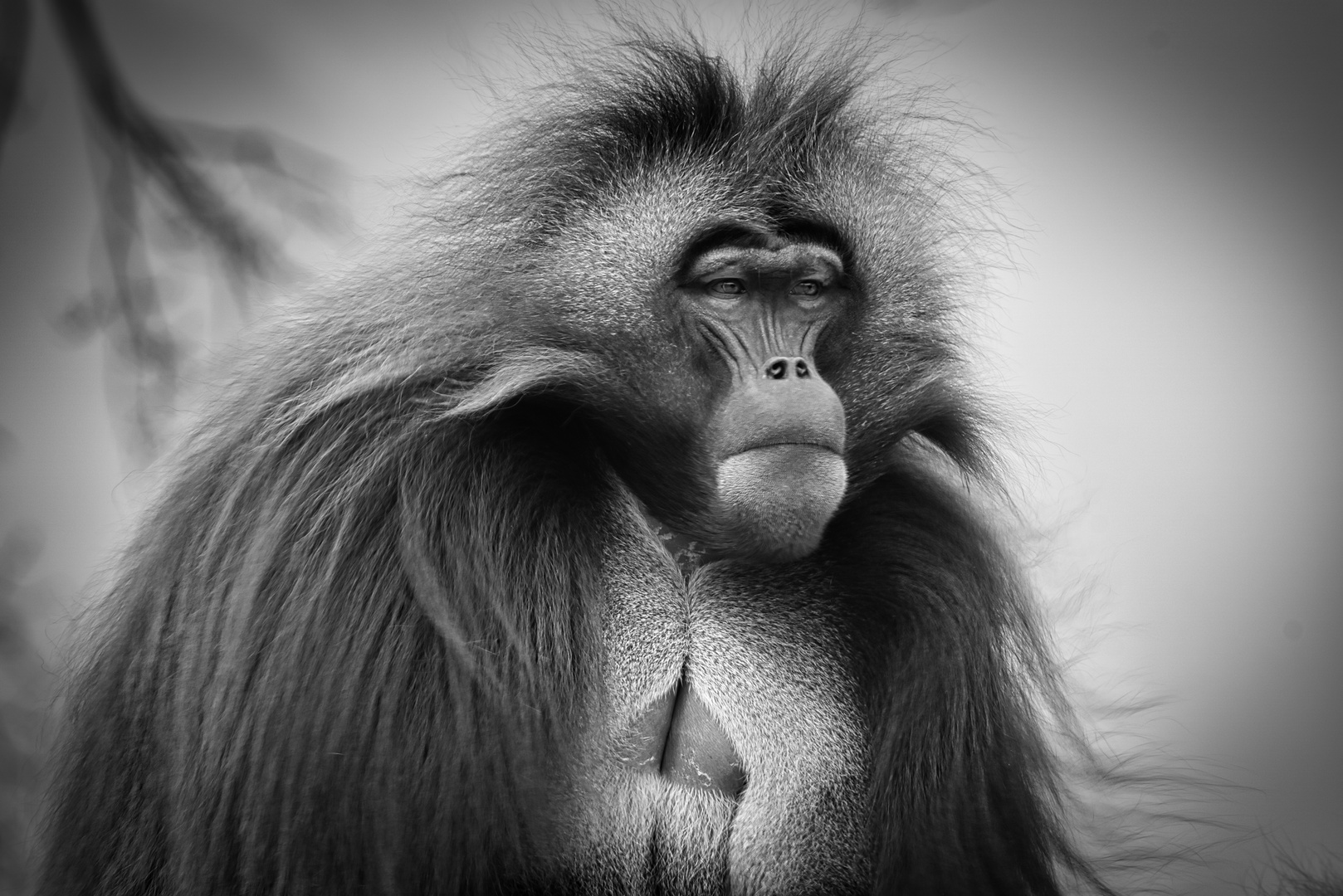 Monkey Boss Foto & Bild | tiere, zoo, wildpark & falknerei, säugetiere ...