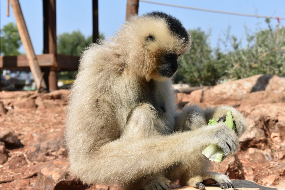 Monkey diet Foto % Immagini| animali, zoo e allevamenti, animali in ...