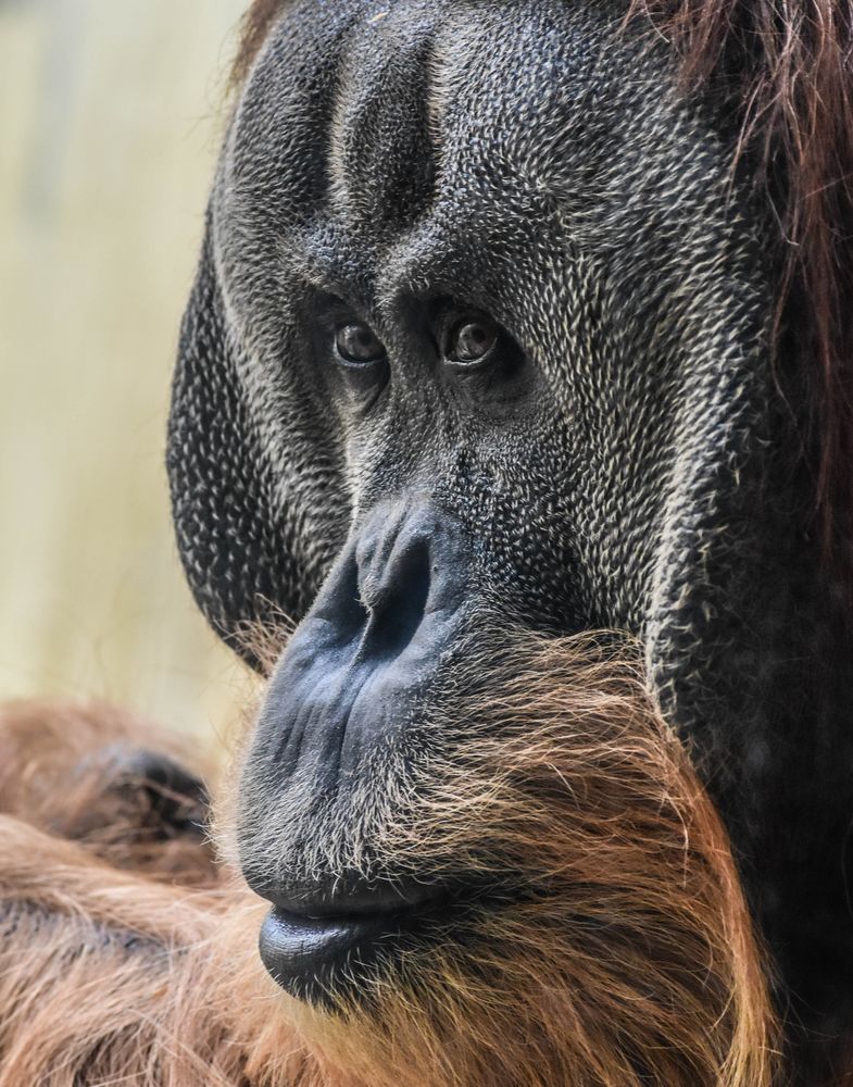 Monkeymen Foto & Bild | natur, affen, zoo Bilder auf fotocommunity