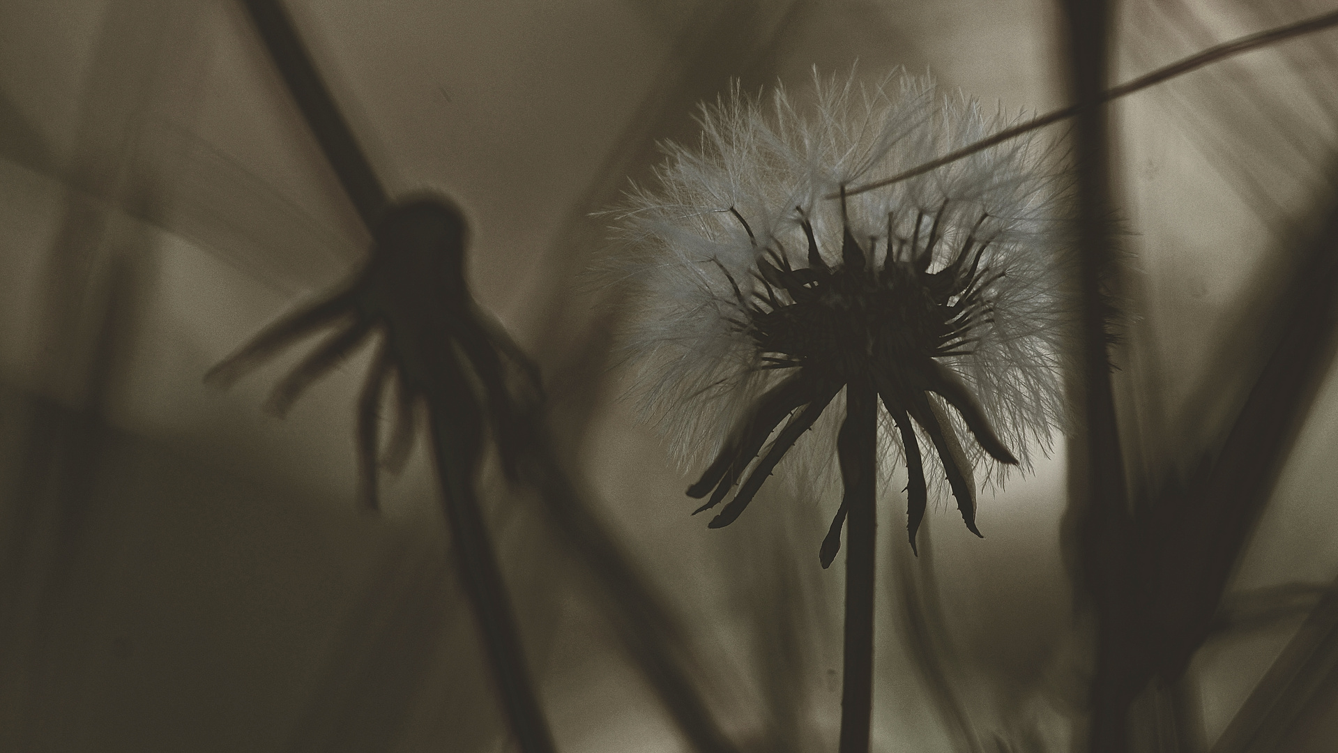 Monochrom Foto & Bild | abstraktes, natur-makros, monochrom Bilder auf ...