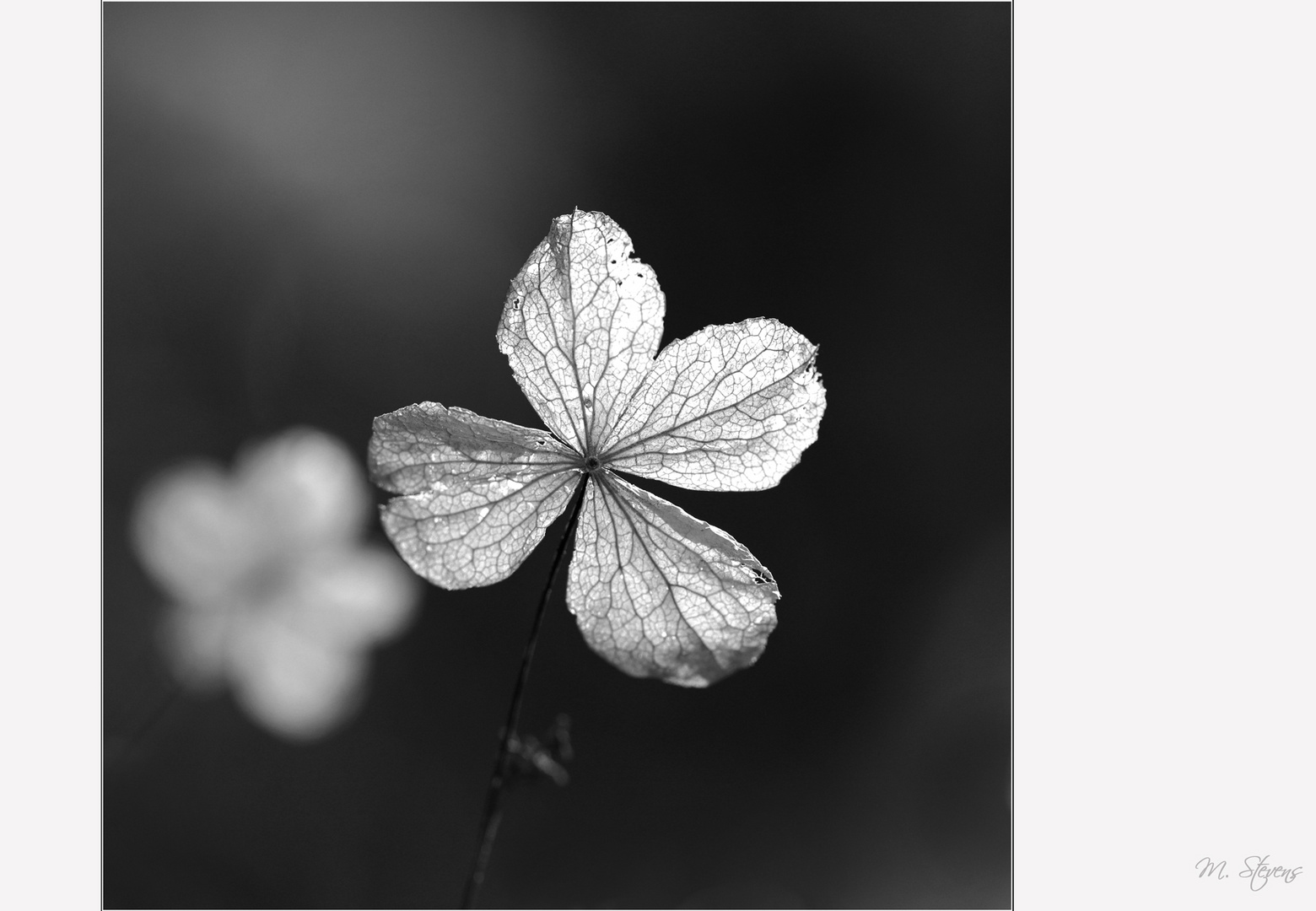 mOnOchrOm Foto & Bild | spezial, makro, sw Bilder auf fotocommunity