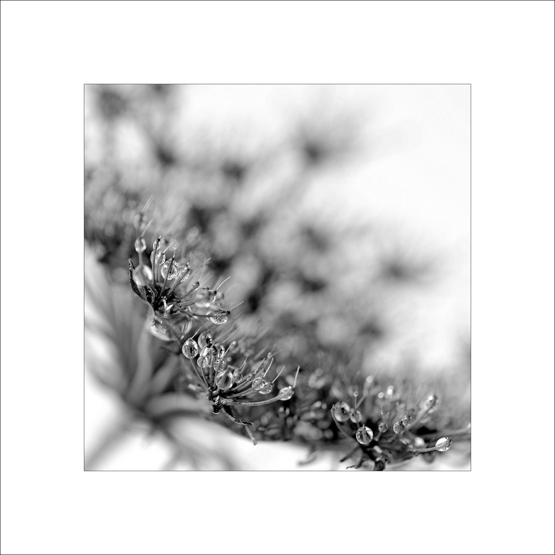 Monochrom Foto & Bild | pflanzen, pilze & flechten, früchte und beeren ...