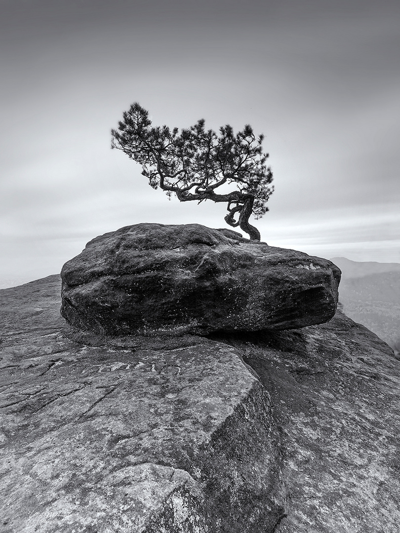 ...monochrom... Foto & Bild | baum, natur, schwarz-weiß Bilder auf ...
