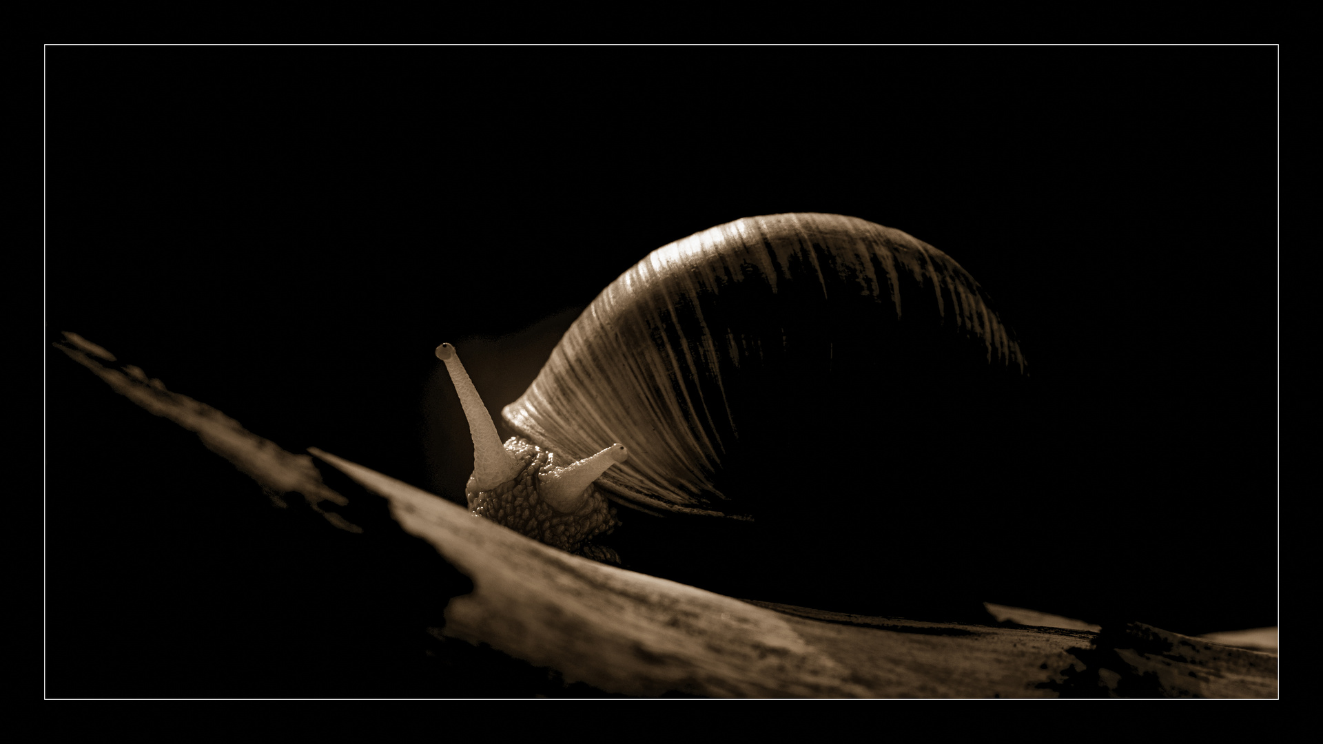 Monochrom Foto & Bild | tiere, wildlife, natur-makros Bilder auf fotocommunity