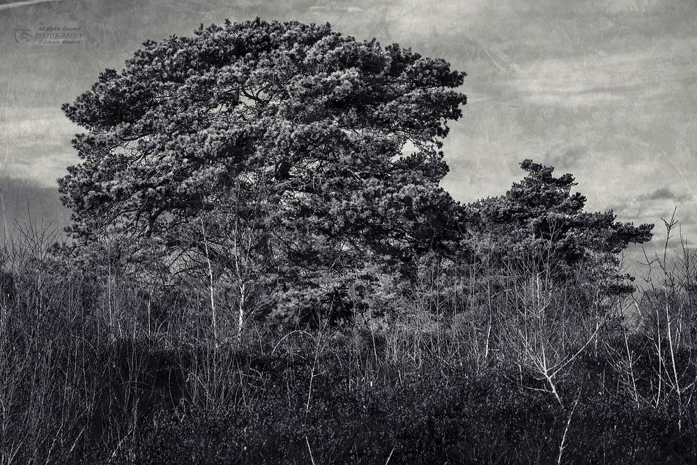 Monochrome 54 -2019-12-22- Foto & Bild | monochrom, bearbeitungs ...