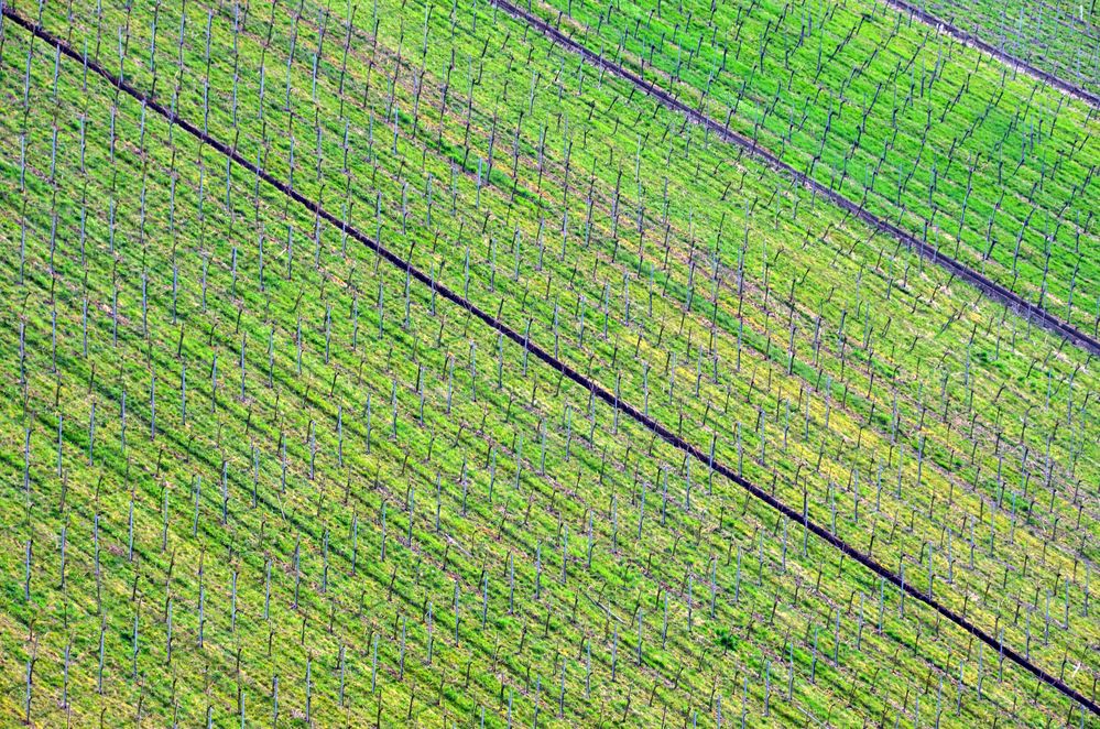 Monokultur? Foto & Bild | landschaft, kulturlandschaften, weinberge ...