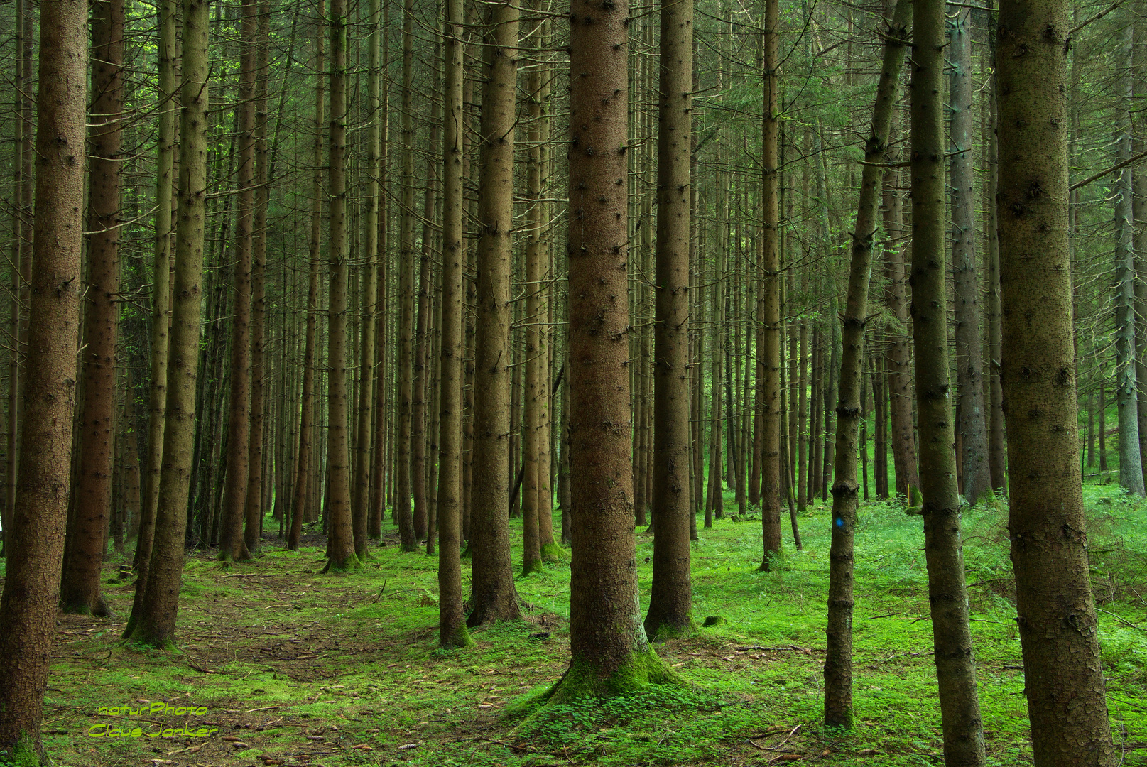 Monokultur Foto & Bild | landschaft, wald, natur Bilder auf fotocommunity