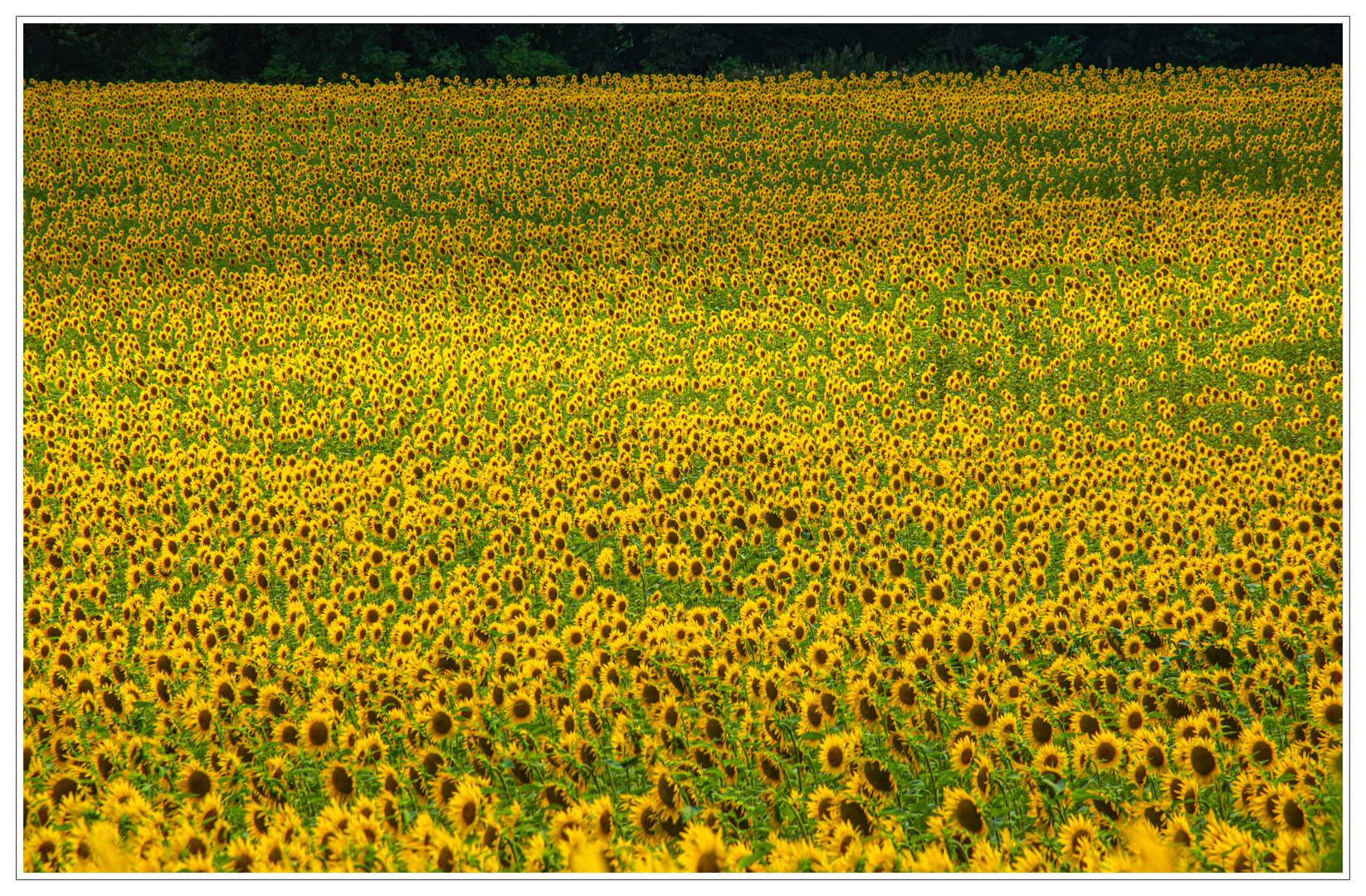 Monokultur Foto & Bild | world, landschaften, sommer Bilder auf fotocommunity