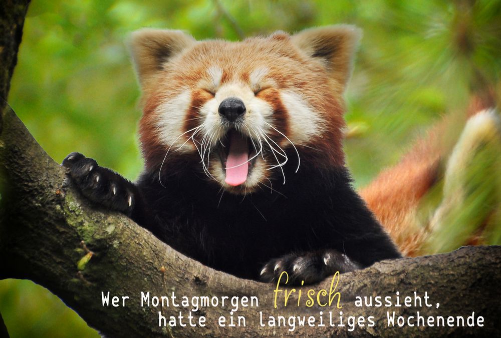 Montagmorgen Foto & Bild | karte, tier, spruch Bilder auf fotocommunity