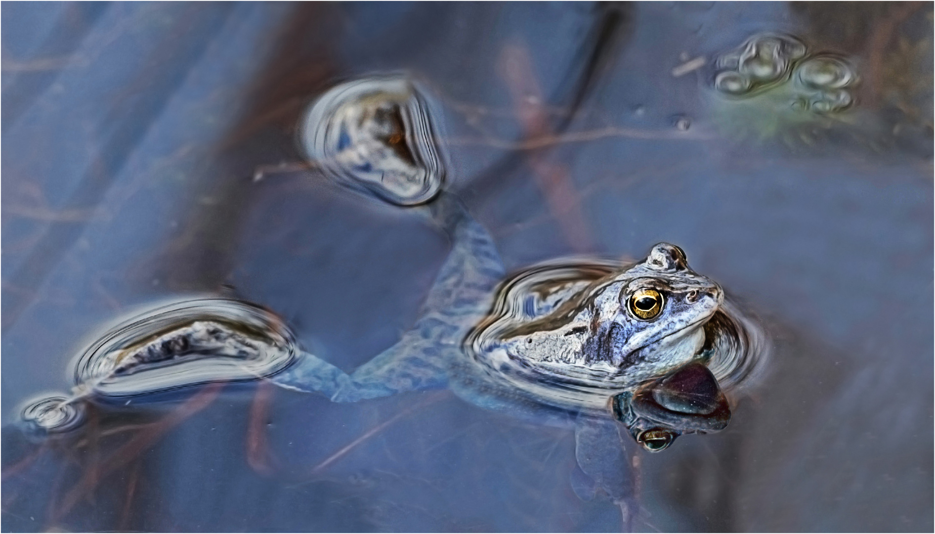 Montags mach ich Blau... Foto & Bild | tiere, projekte, 1 - montag ...