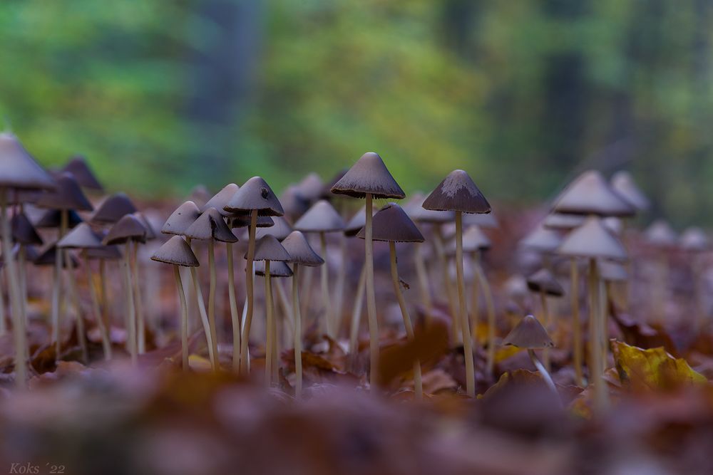 Montagsdemo Foto & Bild | pflanzen, pilze & flechten, landschaft, pilze & flechten Bilder auf ...