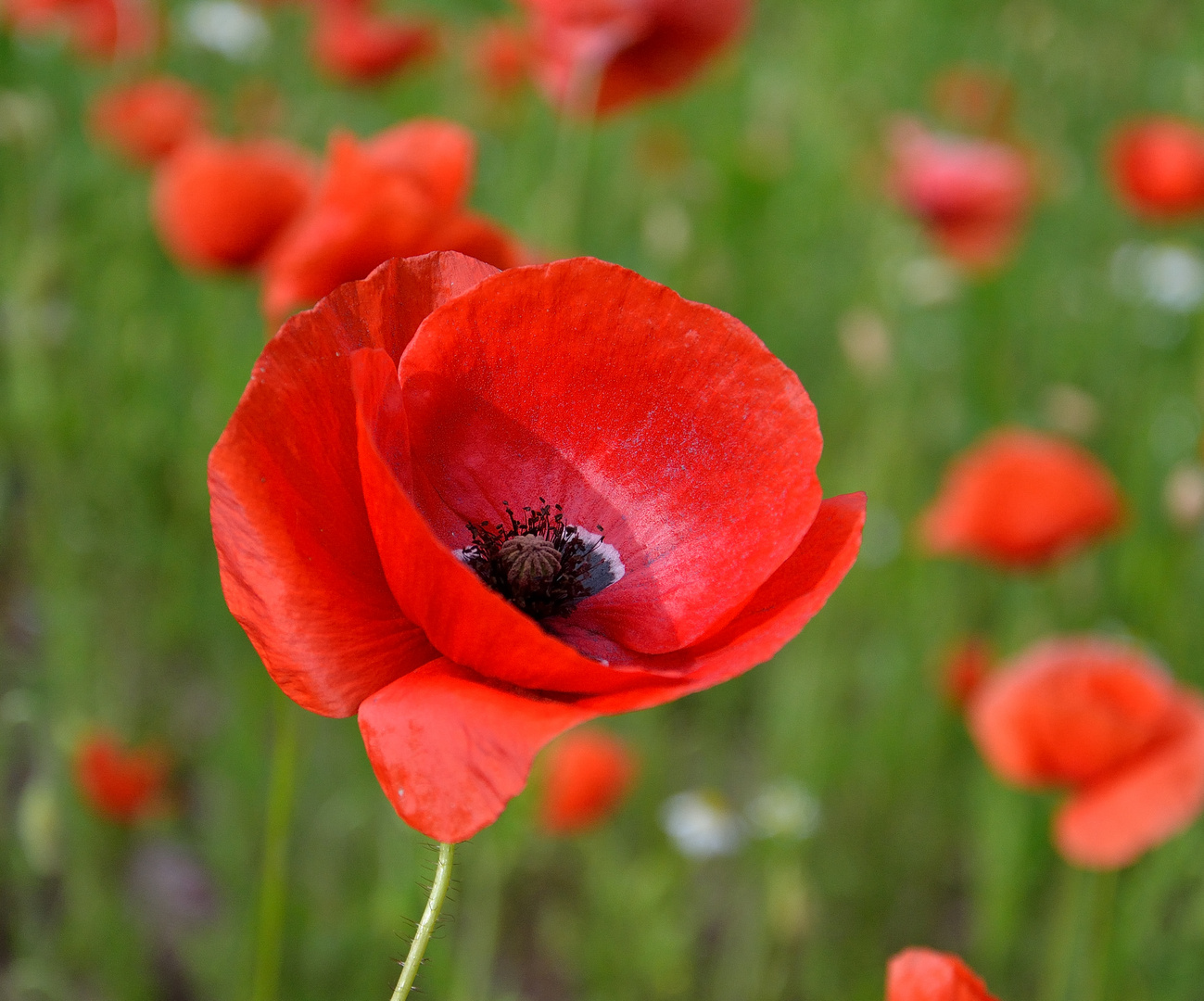 Moon ist auch eine Blume. Foto & Bild | pflanzen, pilze & flechten, blüten- & kleinpflanzen ...