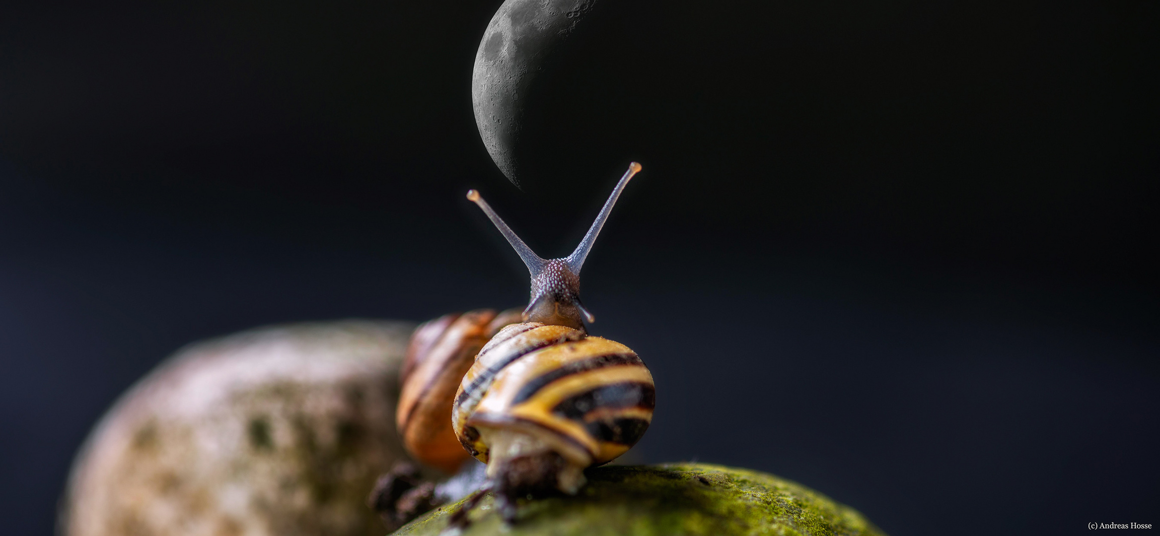 moon snail Foto & Bild | tiere, wildlife, schnecken & muscheln Bilder ...