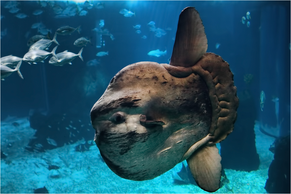 °moonfish° Foto & Bild | tiere, zoo, wildpark & falknerei, zoo: fische ...