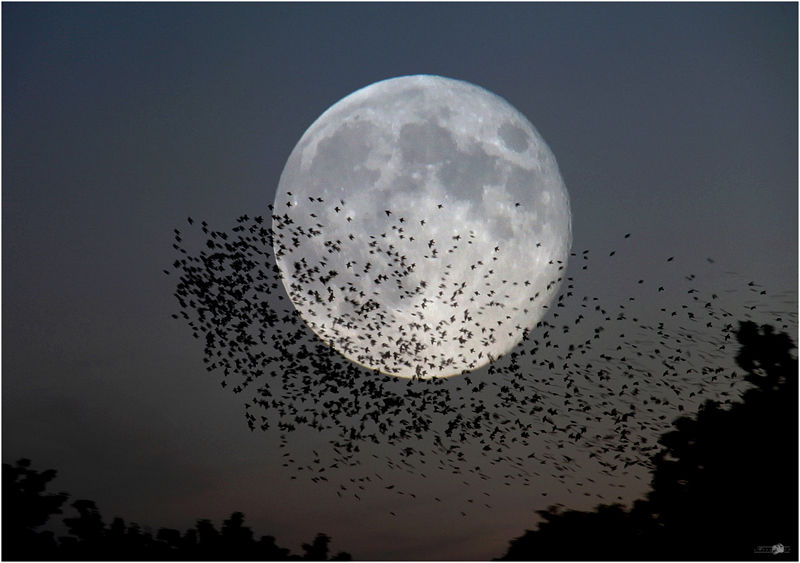 moonlight shadows Foto & Bild | fotomontage, composing , 13 Bilder auf ...