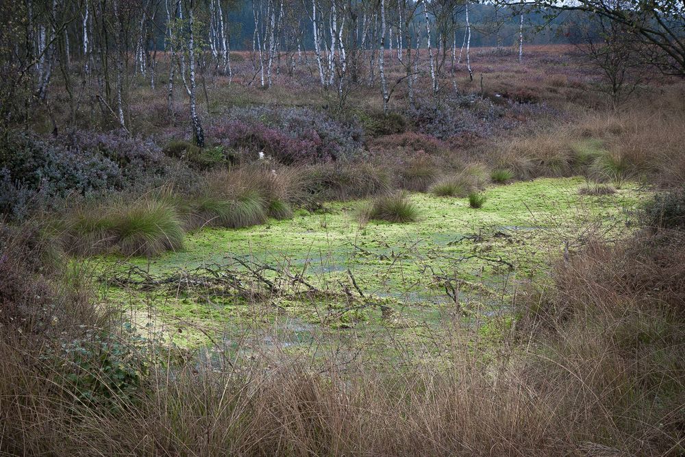 moor 2 Foto & Bild | landschaft, natur Bilder auf fotocommunity