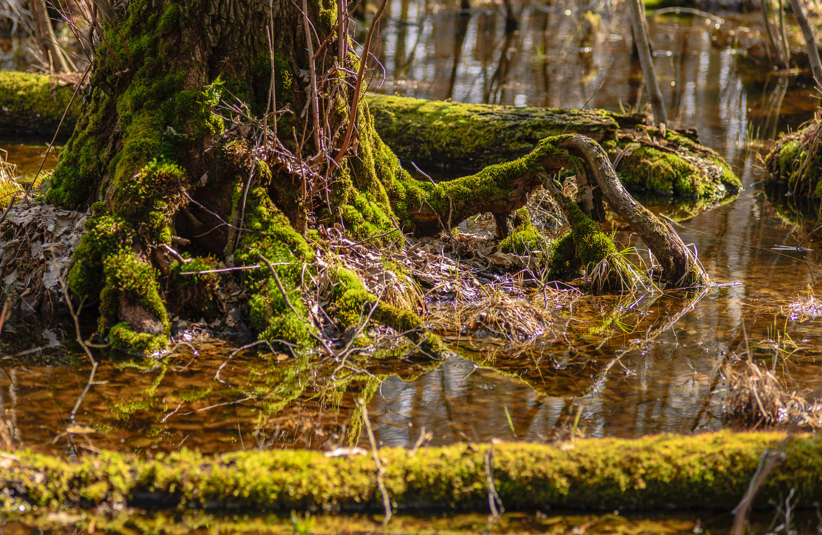 Moor 5 Foto & Bild | landschaft, moor, natur Bilder auf fotocommunity