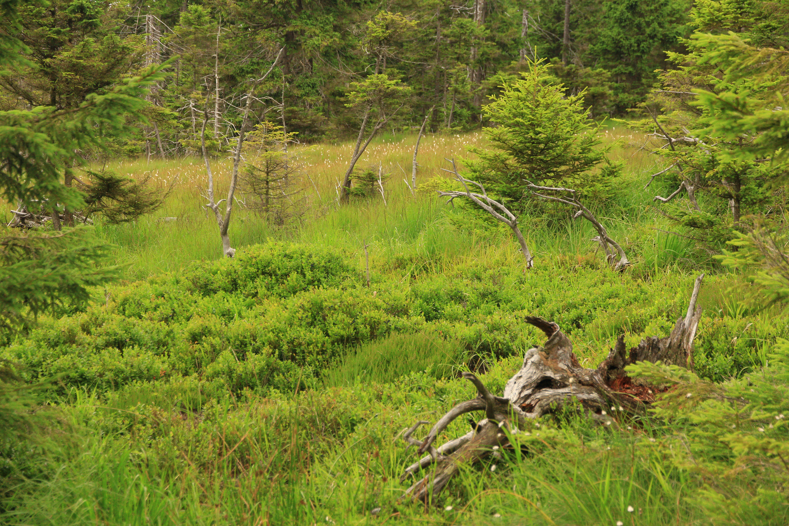 Moor Foto & Bild | wald, natur, landschaft Bilder auf fotocommunity