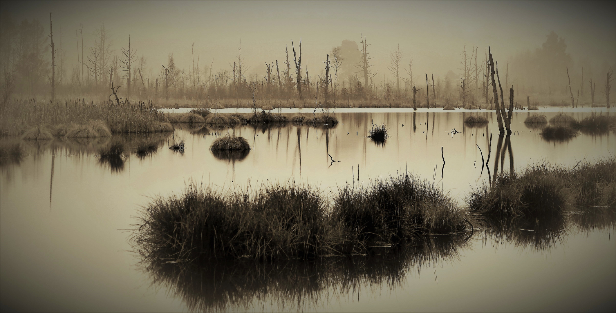 Moor.. Foto & Bild | spezial, wald, outdoor Bilder auf fotocommunity