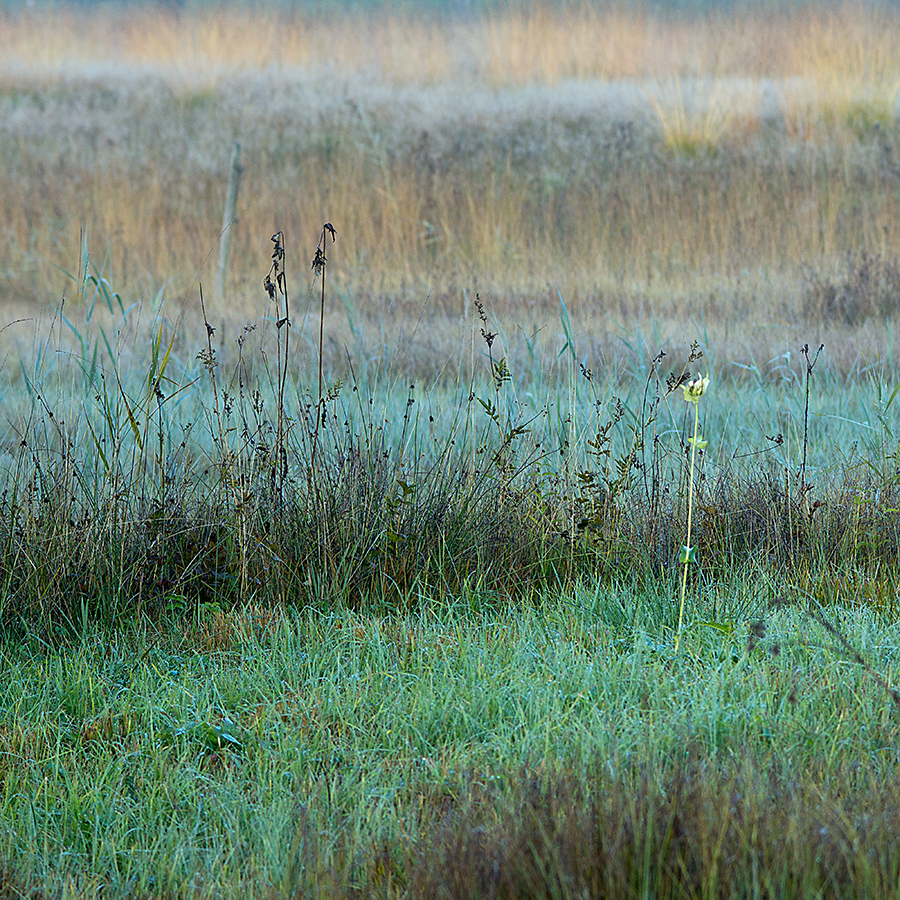 Moor - Farben 1 Foto & Bild | landschaft, moor, landschaften Bilder auf ...