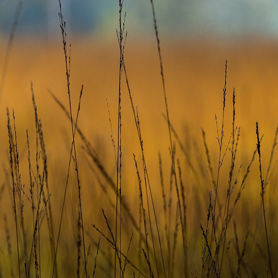 Moor - Farben 2 Foto & Bild | landschaft, moor, landschaften Bilder auf ...