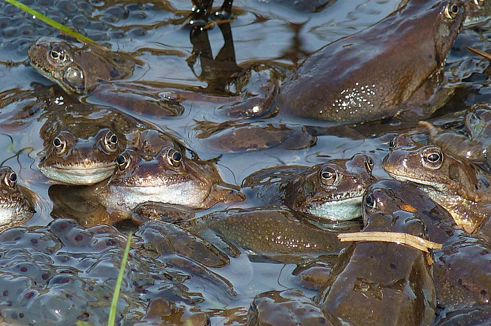 Moor-Frösche Foto & Bild | tiere, natur Bilder auf fotocommunity