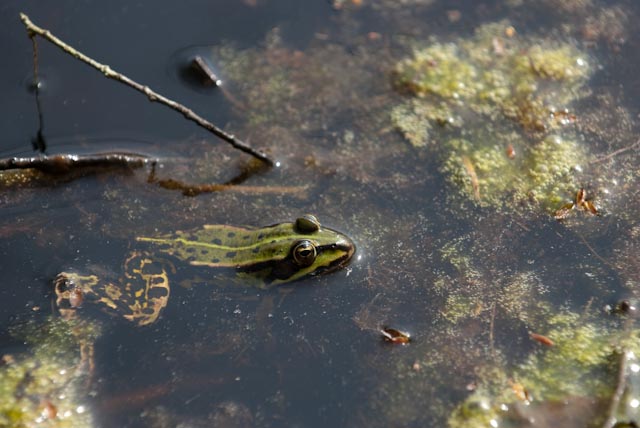Moor-Frosch Foto & Bild | tiere, natur Bilder auf fotocommunity