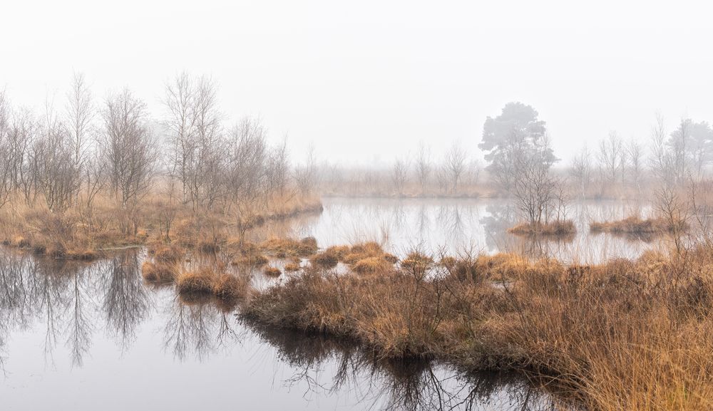 ___Moor im Nebel_______ Foto & Bild | landschaft, moor, wasser Bilder auf fotocommunity