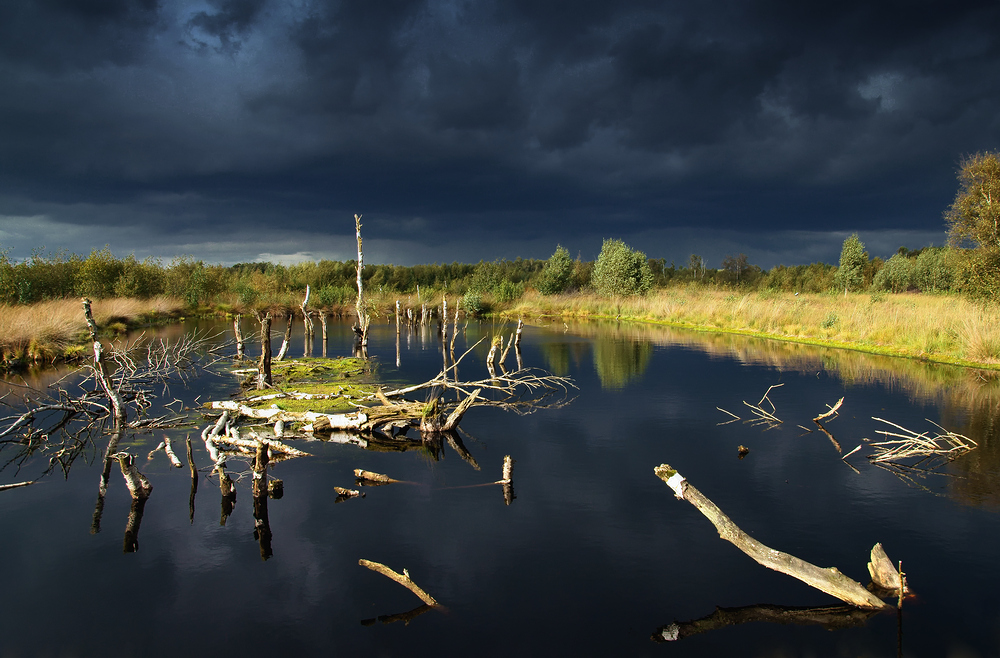 Moor im September Foto & Bild | landschaft, moor, natur Bilder auf ...