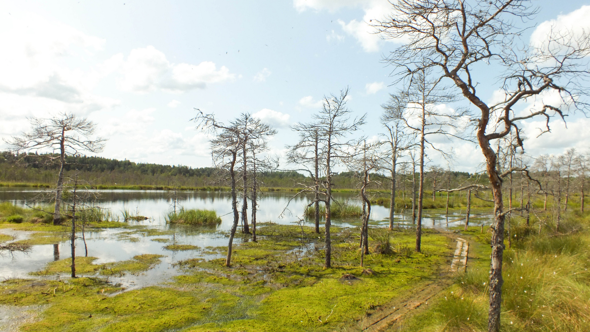 Moor in Estland Foto & Bild | landschaft, moor, natur Bilder auf ...