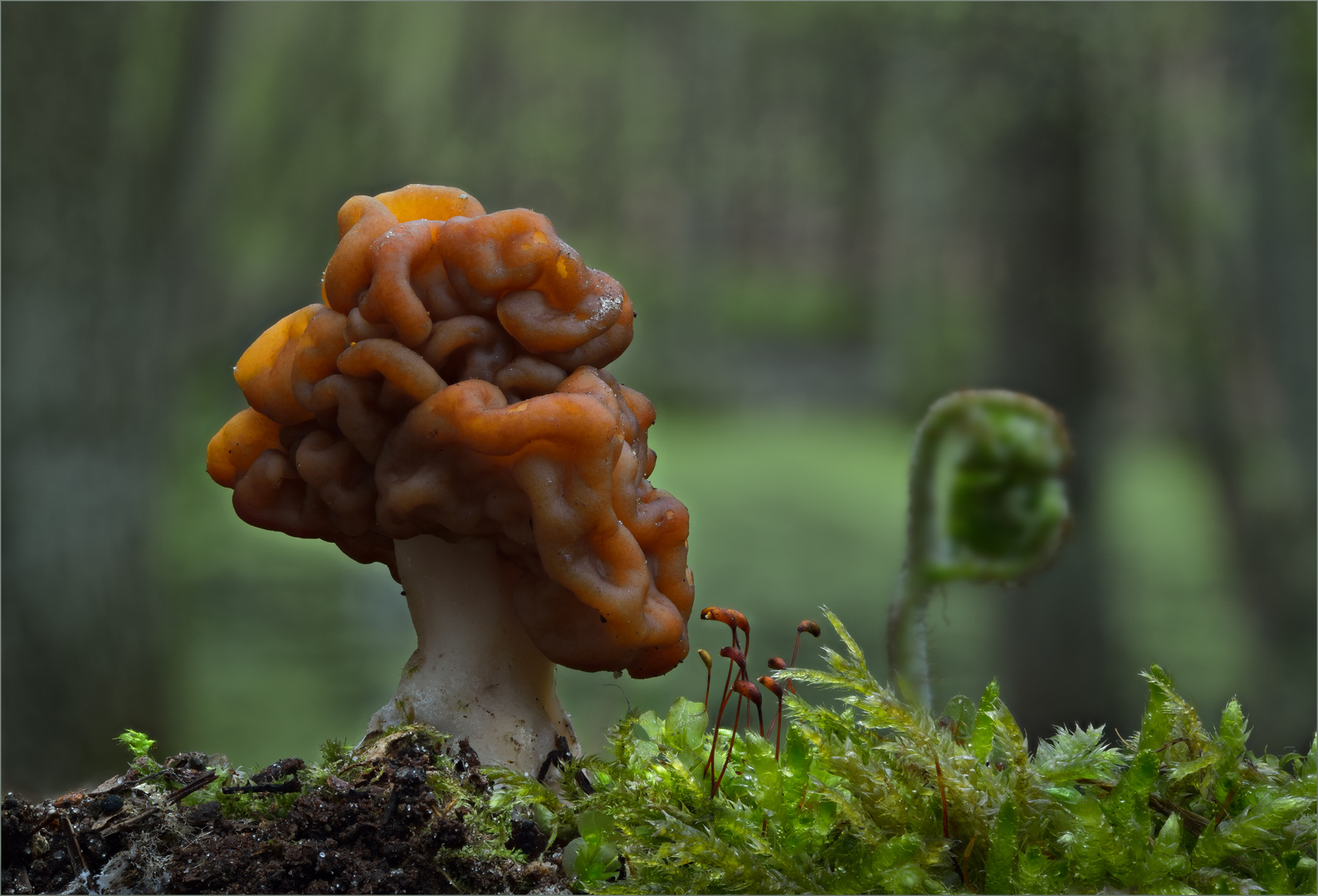 Moor-Lorchel Foto & Bild | pflanzen, pilze & flechten, pilze & flechten ...