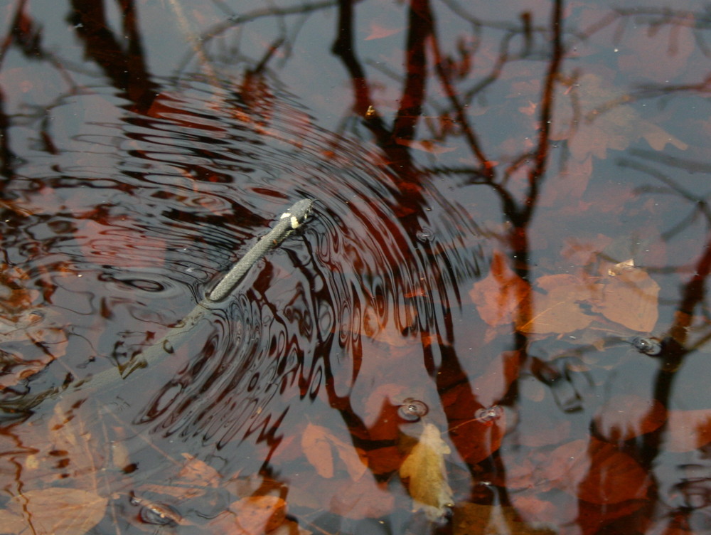 Moor-Schlange Foto & Bild | tiere, wildlife, wildlife: sonstige tiere ...