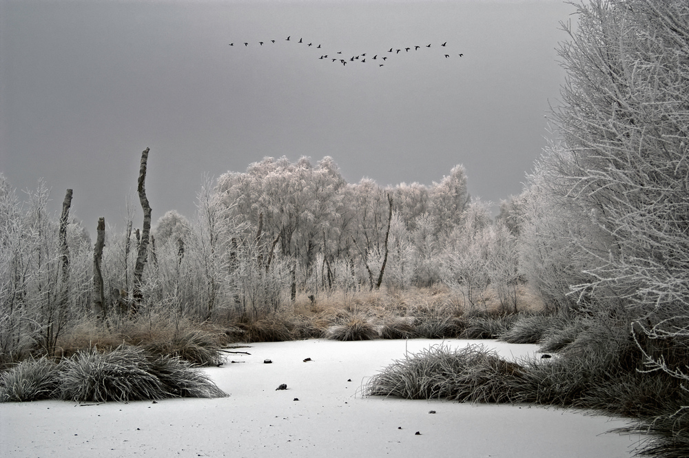Moor Winter Foto & Bild | landschaft, moor, natur Bilder auf fotocommunity