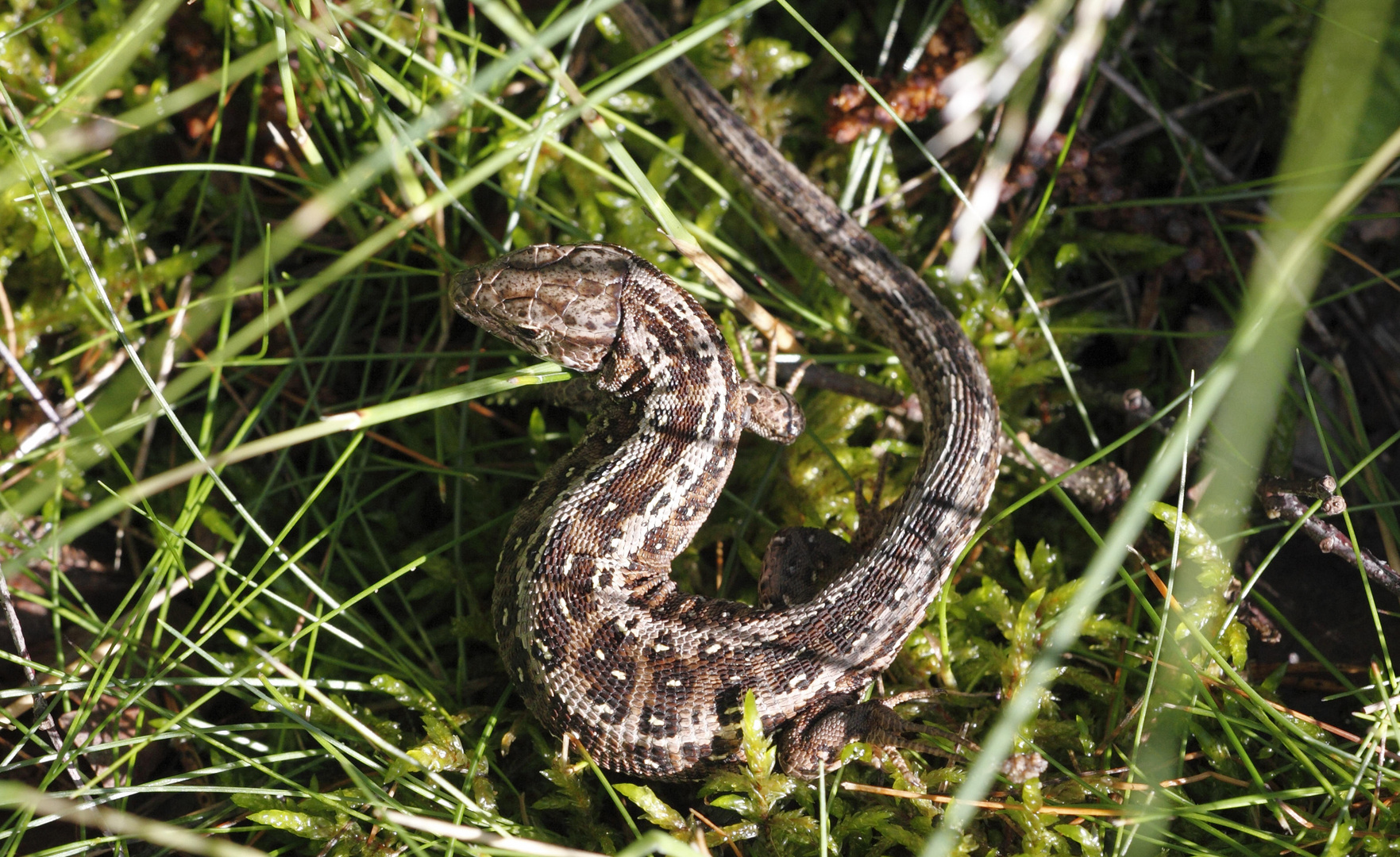 Mooreidechse Foto & Bild | natur, tiere, wildlife Bilder auf fotocommunity