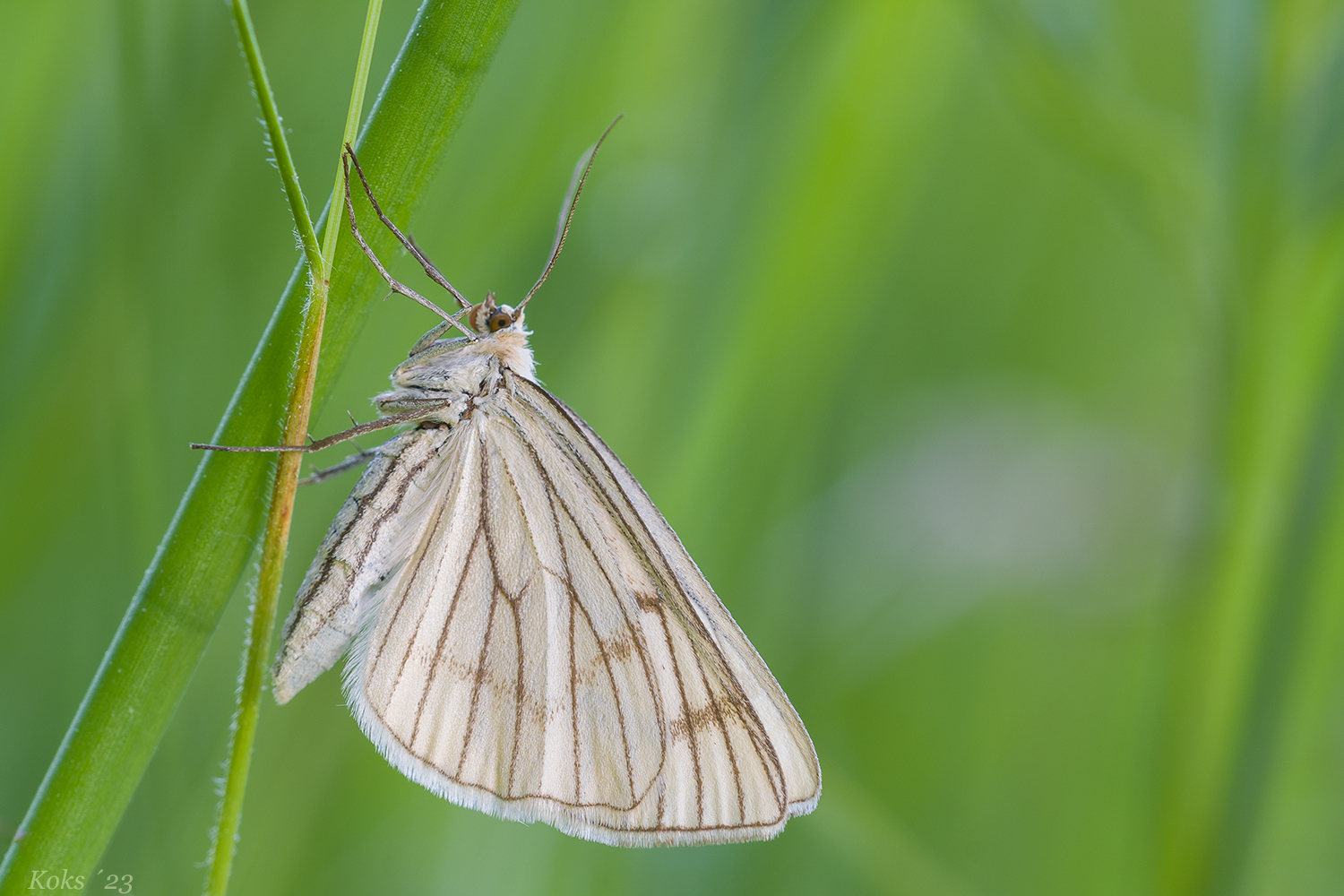 Moorfalter Foto & Bild | tiere, wildlife, schmetterlinge Bilder auf ...