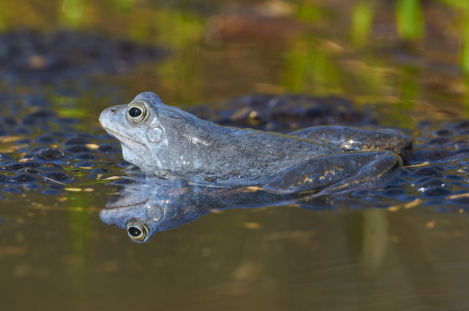Moorfrösche in Farbe zur Paarungszeit Foto & Bild | tiere, wildlife ...