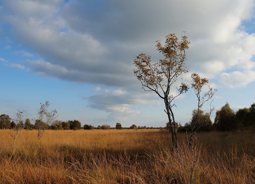 Moorlandschaft Foto & Bild | landschaft, moor, baum Bilder auf ...