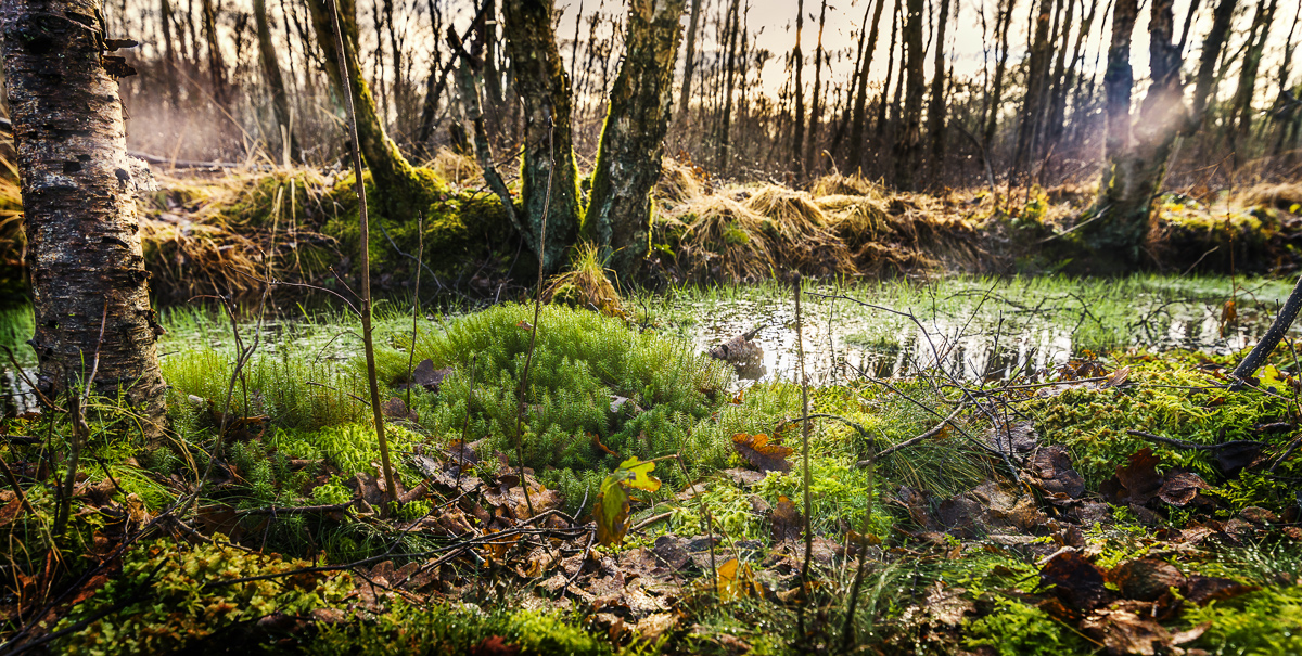 Moorlandschaft Foto & Bild | landschaft, jahreszeiten, lebensräume ...