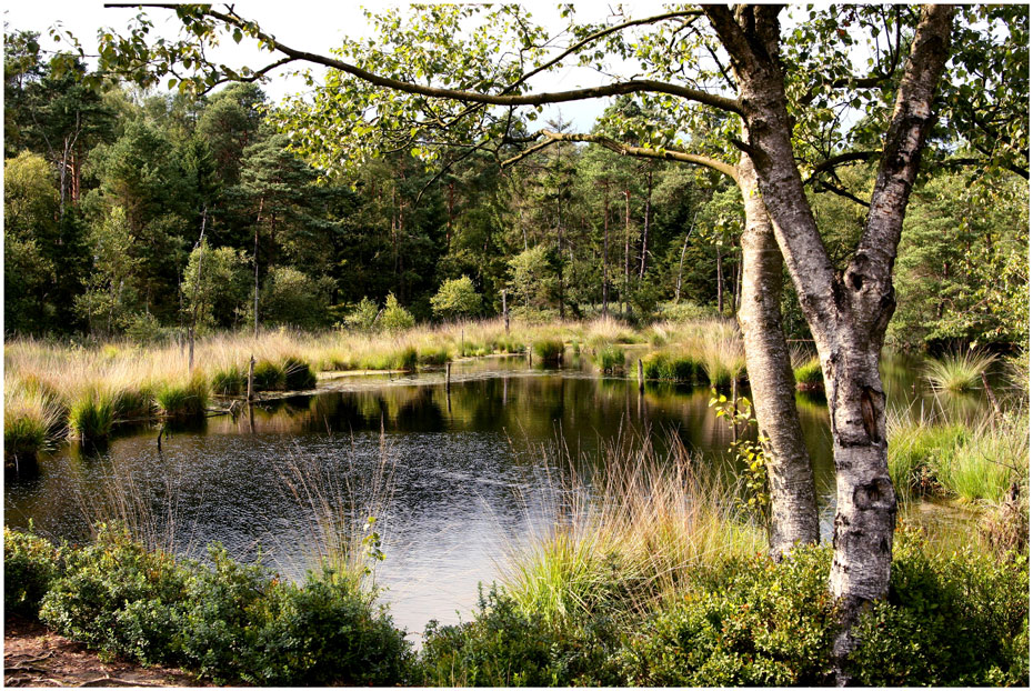 Moorlandschaft (2) Foto & Bild | landschaft, moor, natur Bilder auf ...