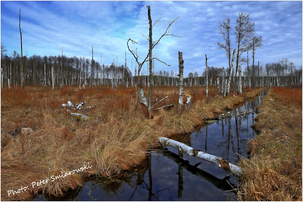 Moorlandschaft Foto & Bild | europe, poland, poland & czech republic ...