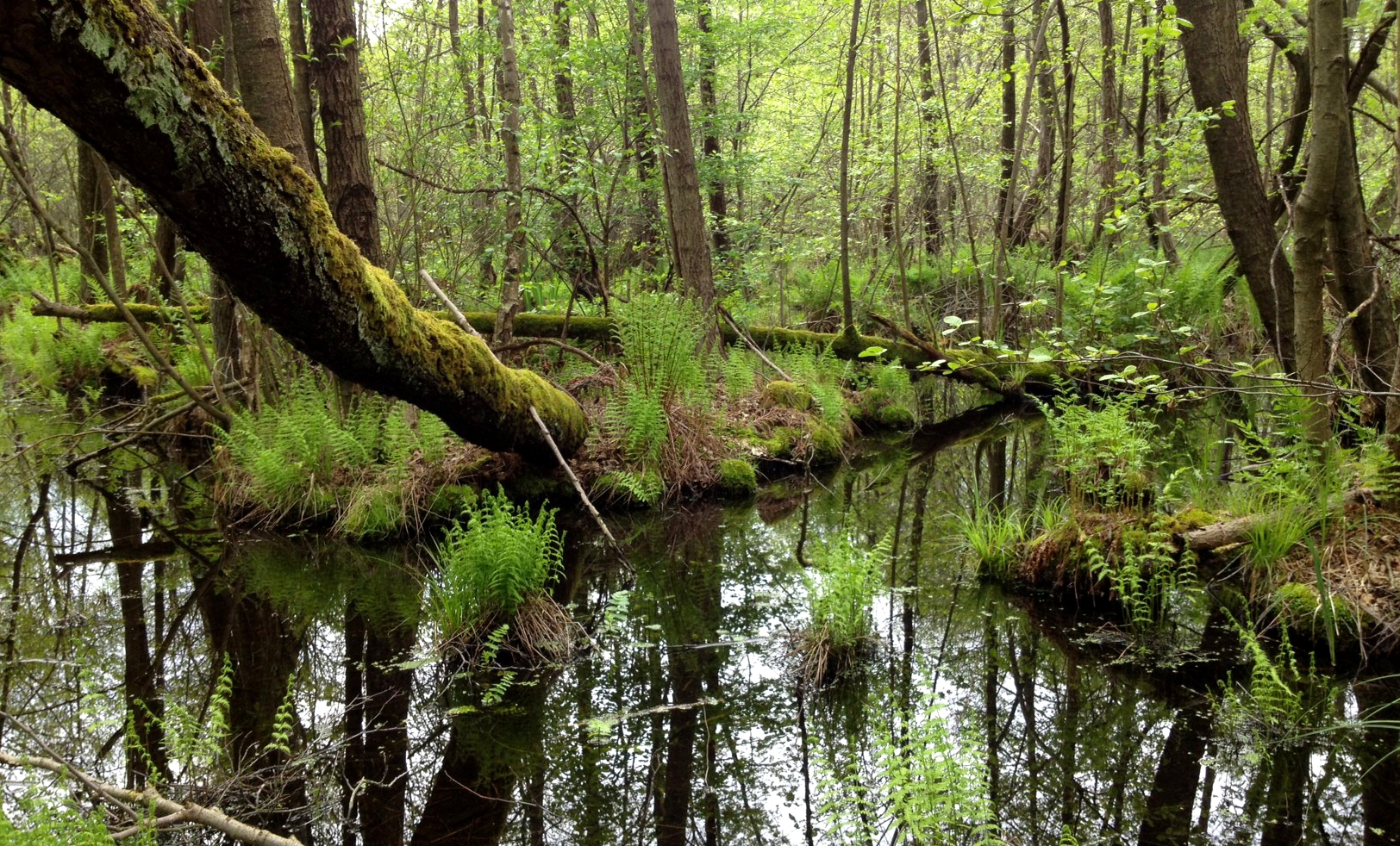 Moorlandschaft Briese Foto & Bild | landschaft, moor, chloroplasten ...