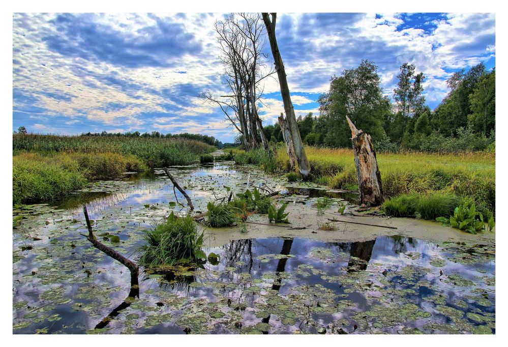 moorlandschaft III Foto & Bild | natur, landschaft, pflanzen Bilder auf ...