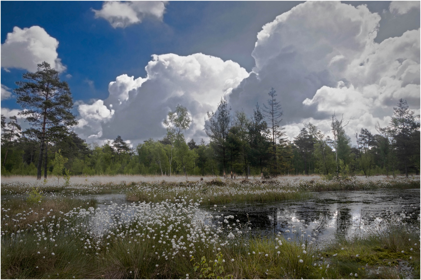 Moorlandschaft in Farbe Foto & Bild | landschaft, jahreszeiten, moor ...