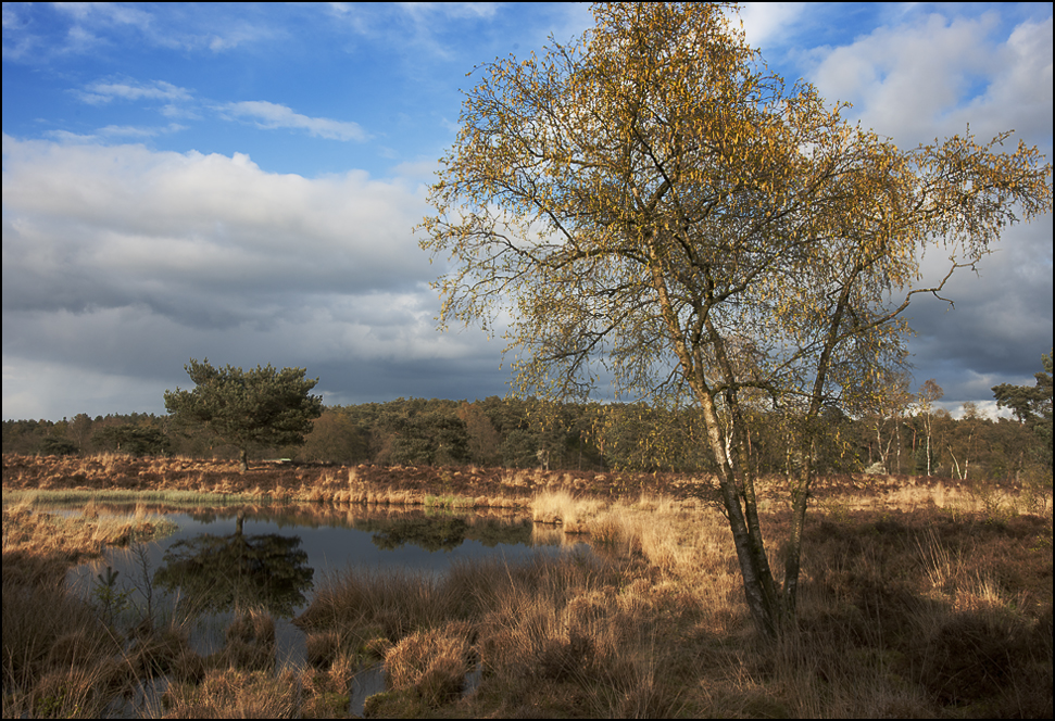 Moorlandschaften Foto & Bild | europe, benelux, netherlands Bilder auf ...