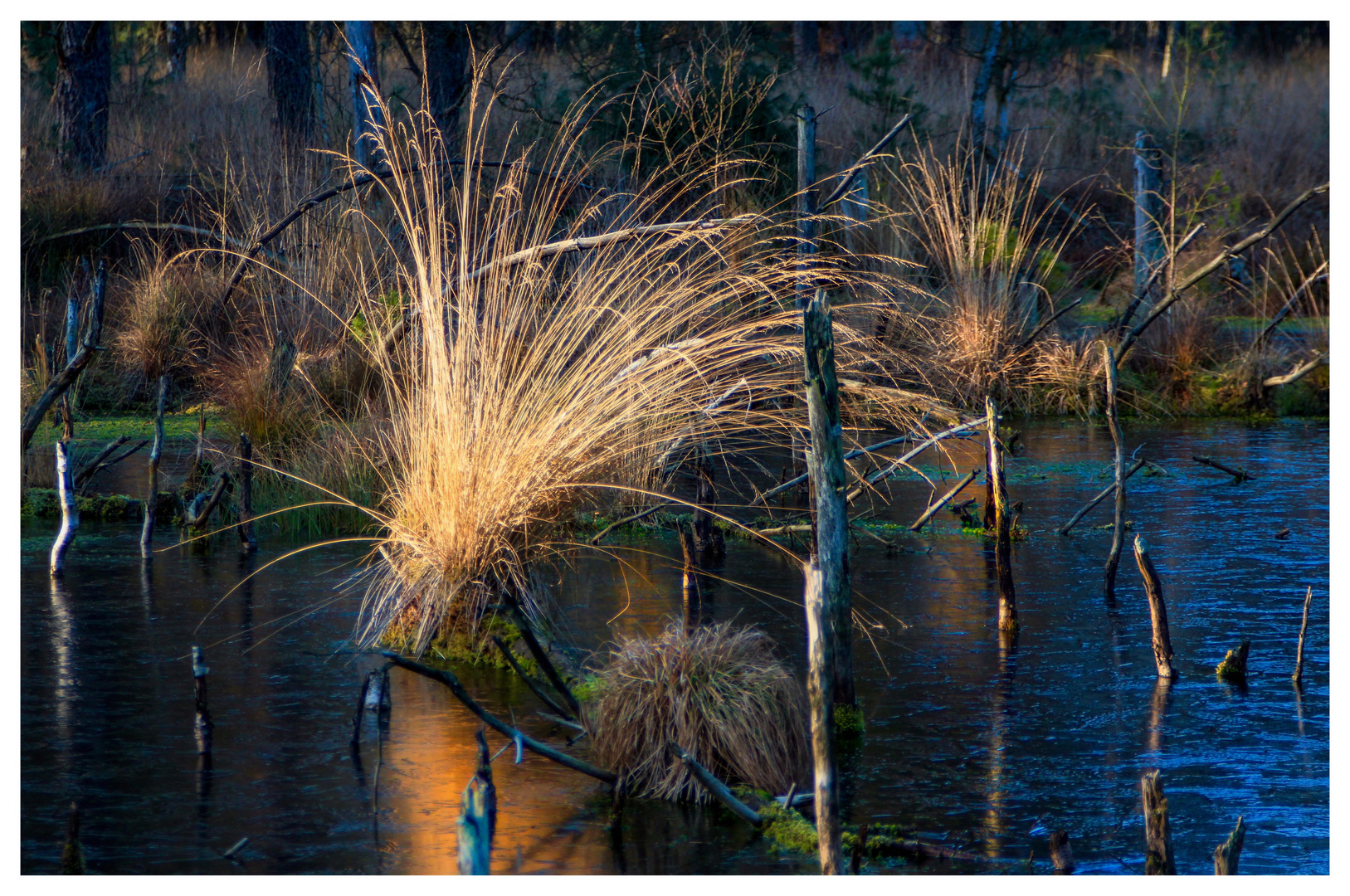 Moor—Leuchten Foto & Bild | usertreffen+veranstaltungen ...