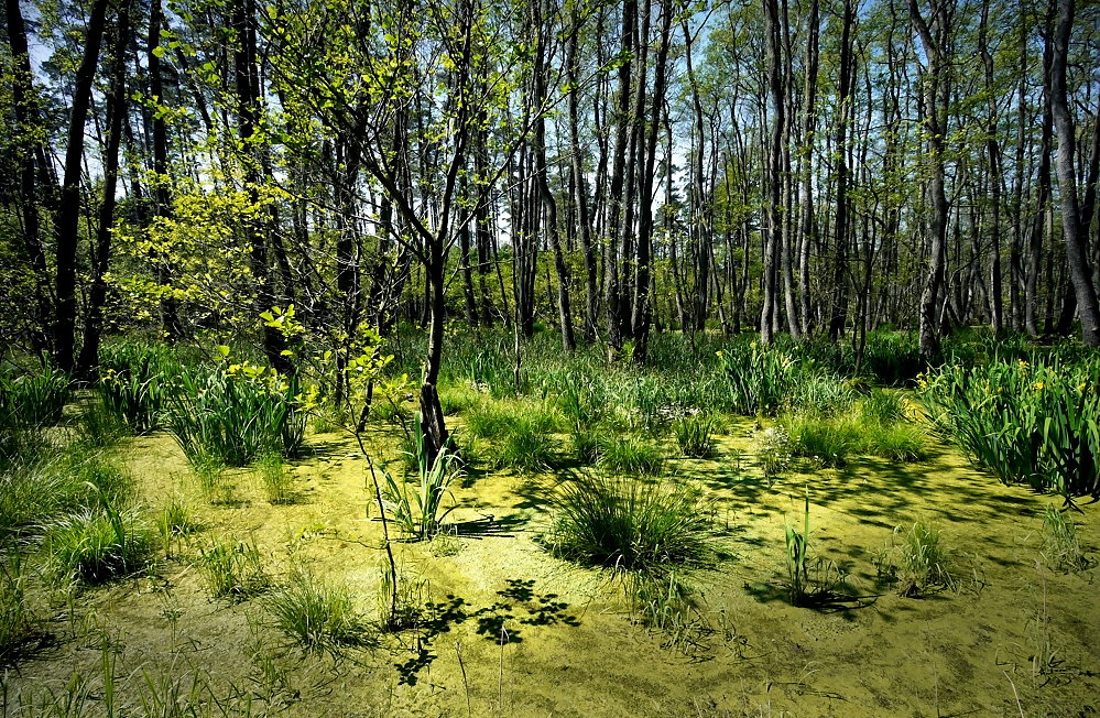 Moorwald Foto & Bild | landschaft, moor, unterwegs Bilder auf fotocommunity