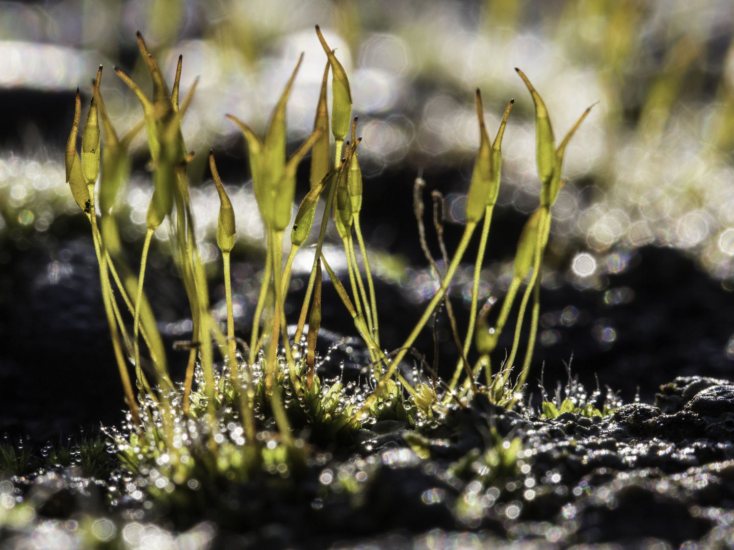 Moos 01 Foto & Bild | pflanzen, pilze & flechten, moose & farne, makro ...