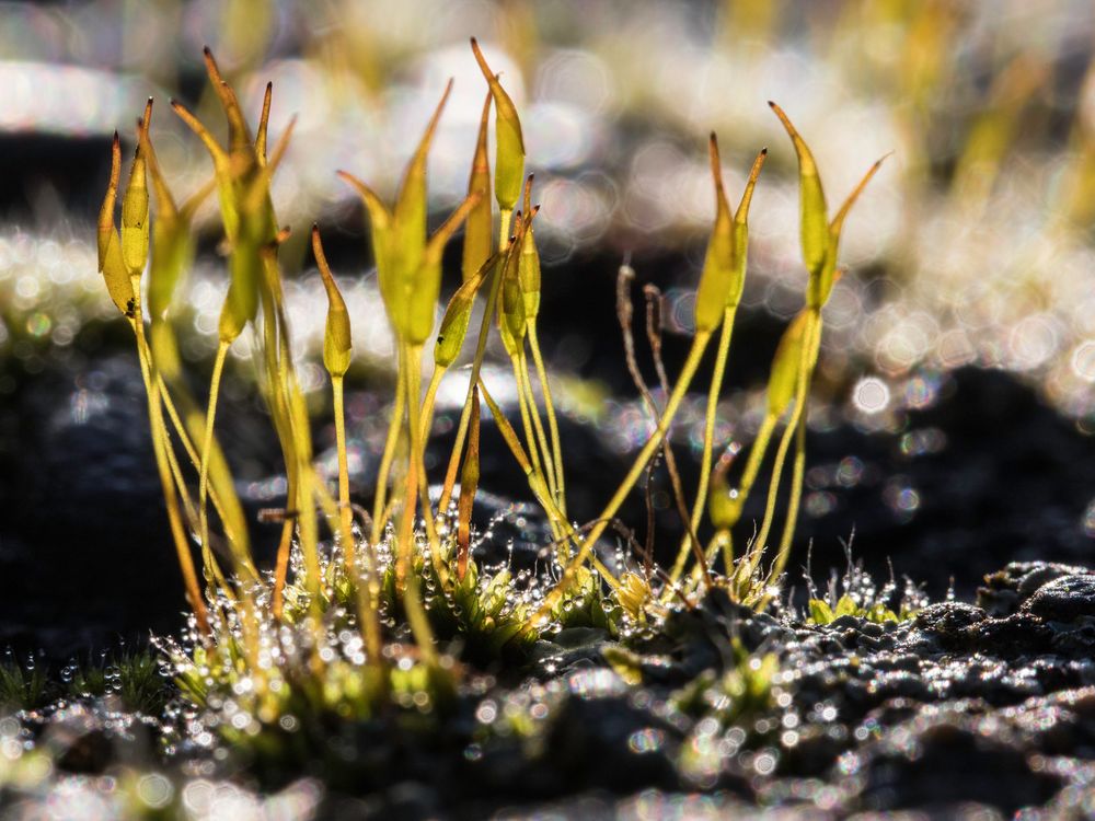 Moos 01 Foto & Bild | pflanzen, pilze & flechten, moose & farne, makro ...