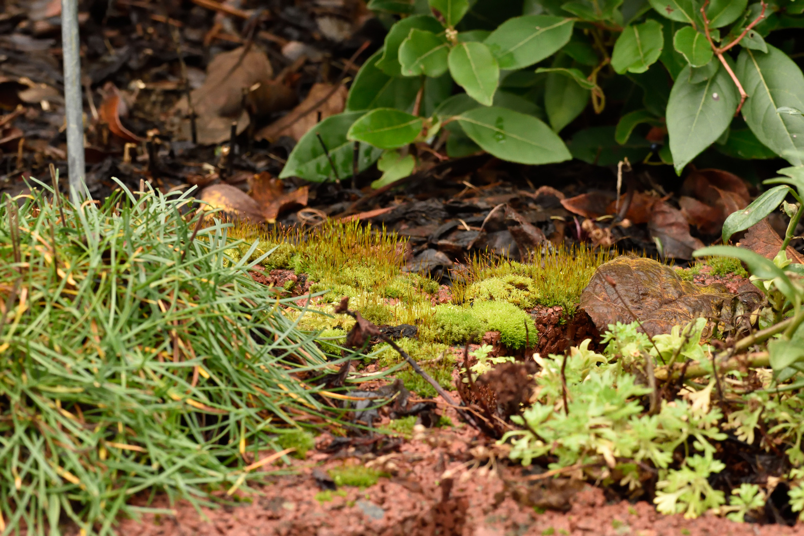 Moos Foto & Bild | pflanzen, pilze & flechten, moose & farne, grün Bilder auf fotocommunity